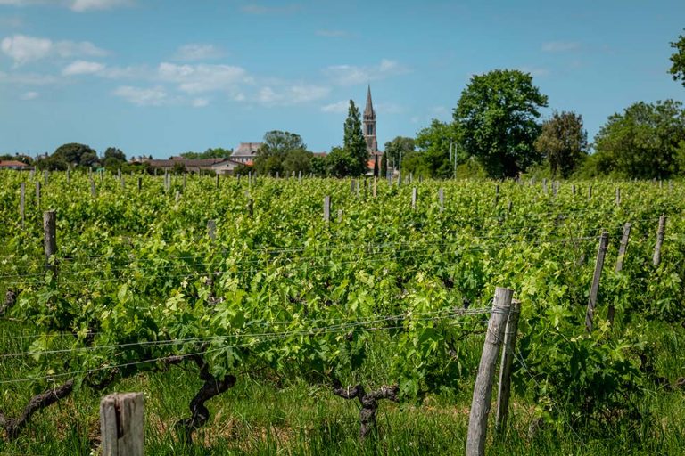 Vignoble & Terroir - AOC Médoc & Haut-Médoc